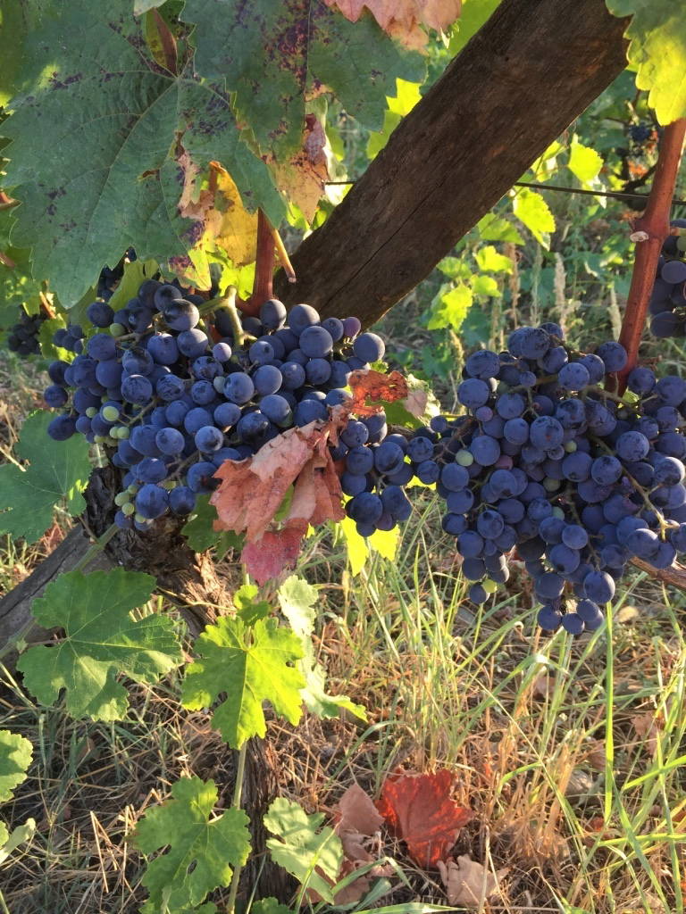 Vin og mat i Georgia – Escape Travel