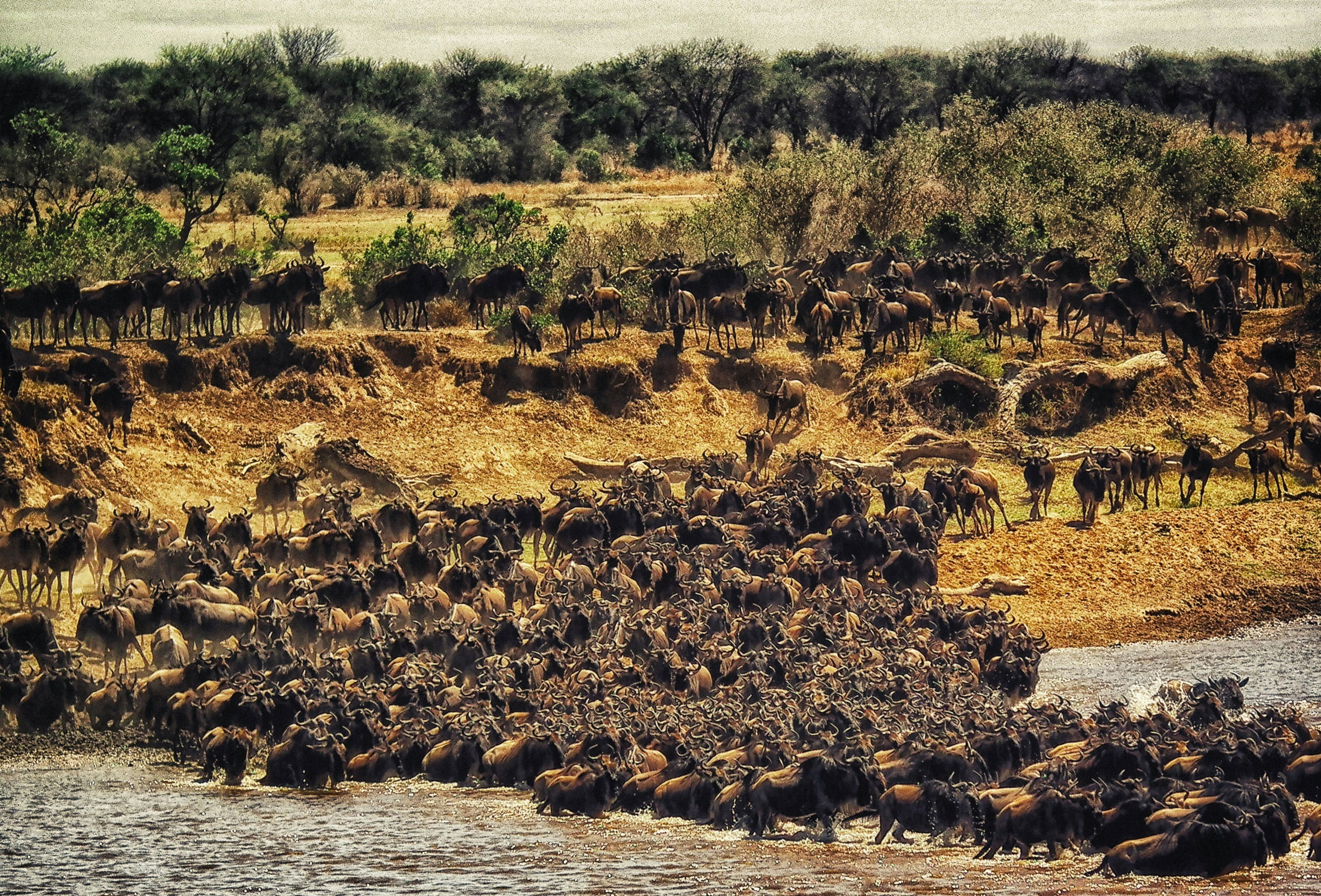 Safari i Afrika | Skreddersydde reiser og gruppeturer – Escape Travel ...